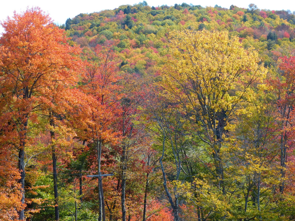Fall Foliage • The Farmhouse Project