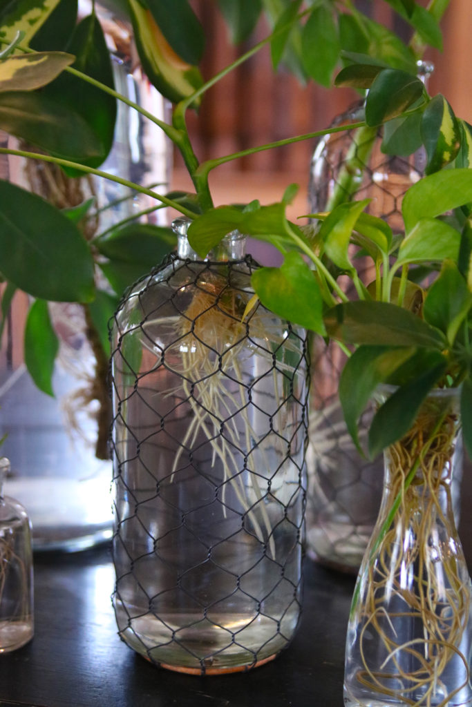 Bottle Plants • The Farmhouse Project