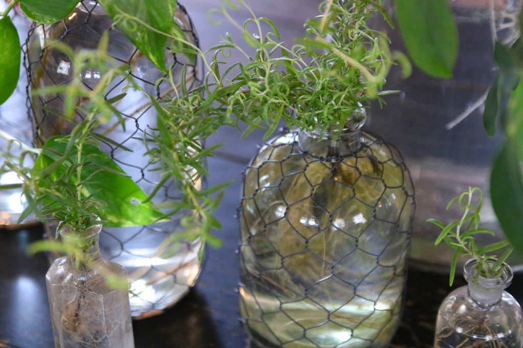 Bottle Plants • The Farmhouse Project