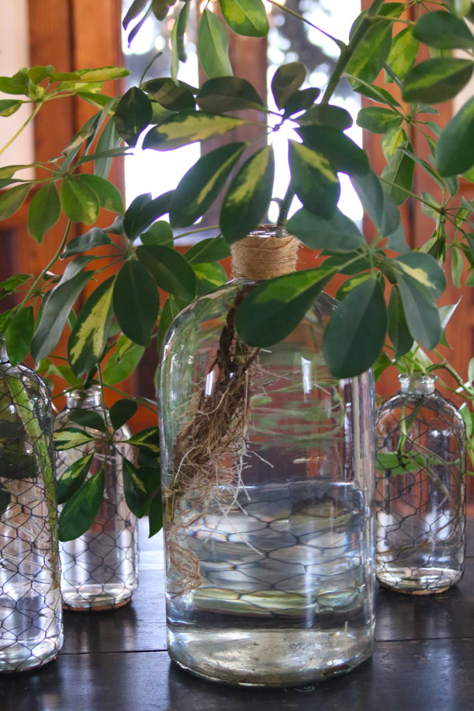 Bottle Plants • The Farmhouse Project