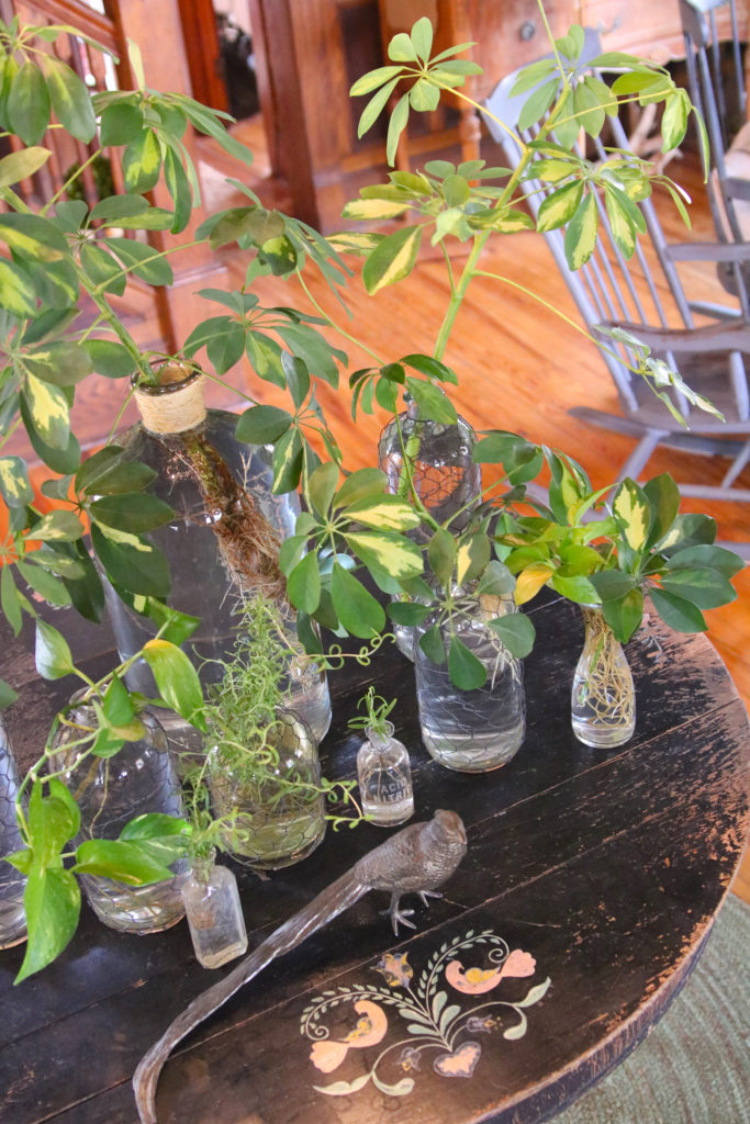 Bottle Plants • The Farmhouse Project